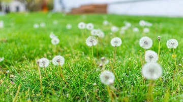 ‘No Mow May’ is out, ‘Slow Mow Summer’ is in